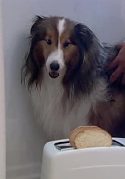 Watch Dog Whisperer with Cesar Millan S01:E03 - Ruby and Rana - Free TV ...