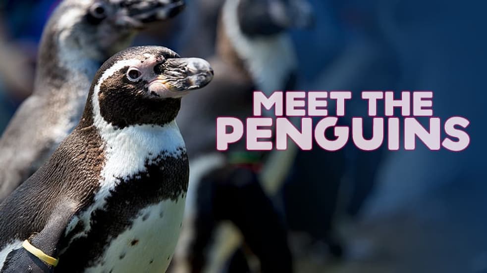Watch Meet the Penguins Streaming Online | Tubi Free TV