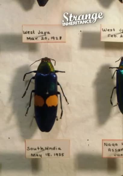 Watch Strange Inheritance S01:E09 - Bug Museum - Free TV Shows | Tubi