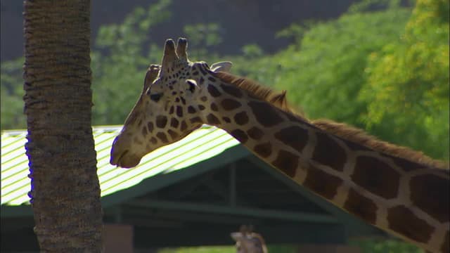 Watch Animal Atlas Season 4 - Free TV Shows | Tubi