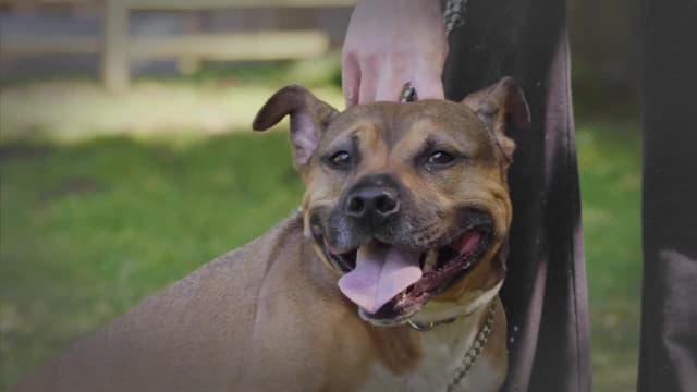 Watch Pit Bulls & Parolees S13:E09 - The Pitz Carlton - Free TV Shows ...