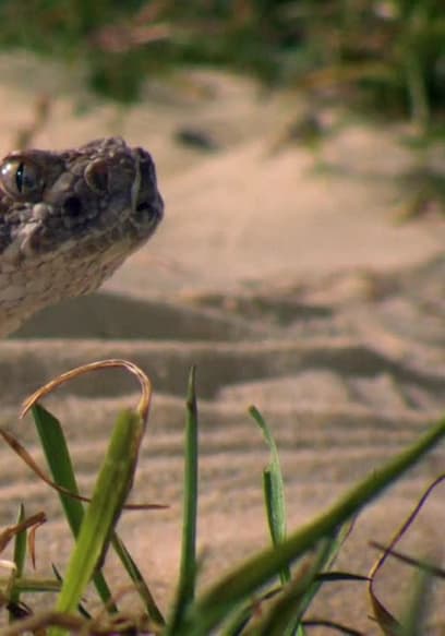 Watch Special Forces S01:E01 - Elite Corps - Free TV Shows | Tubi