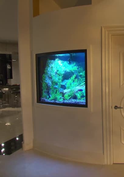 Watch Tanked S11:E07 - Going for the Gold(fish) - Free TV Shows | Tubi