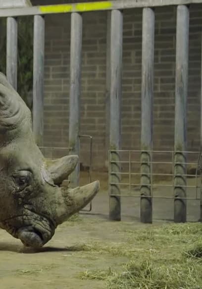 Watch The Zoo S09:E05 - Episode 5 - Free TV Shows | Tubi