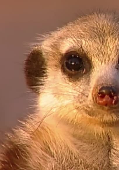 Watch Meerkat Manor S02:E07 - Episode 7 - Free TV Shows | Tubi