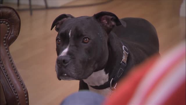 Watch Dog Whisperer with Cesar Millan S07:E02 - Gotti's Honor - Free TV ...