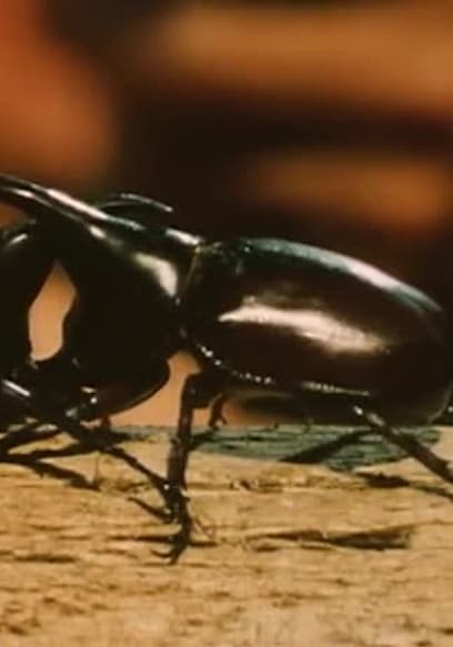 Watch Wonderful World S01:E20 - Bugs (Pt. 2) - Free TV Shows | Tubi