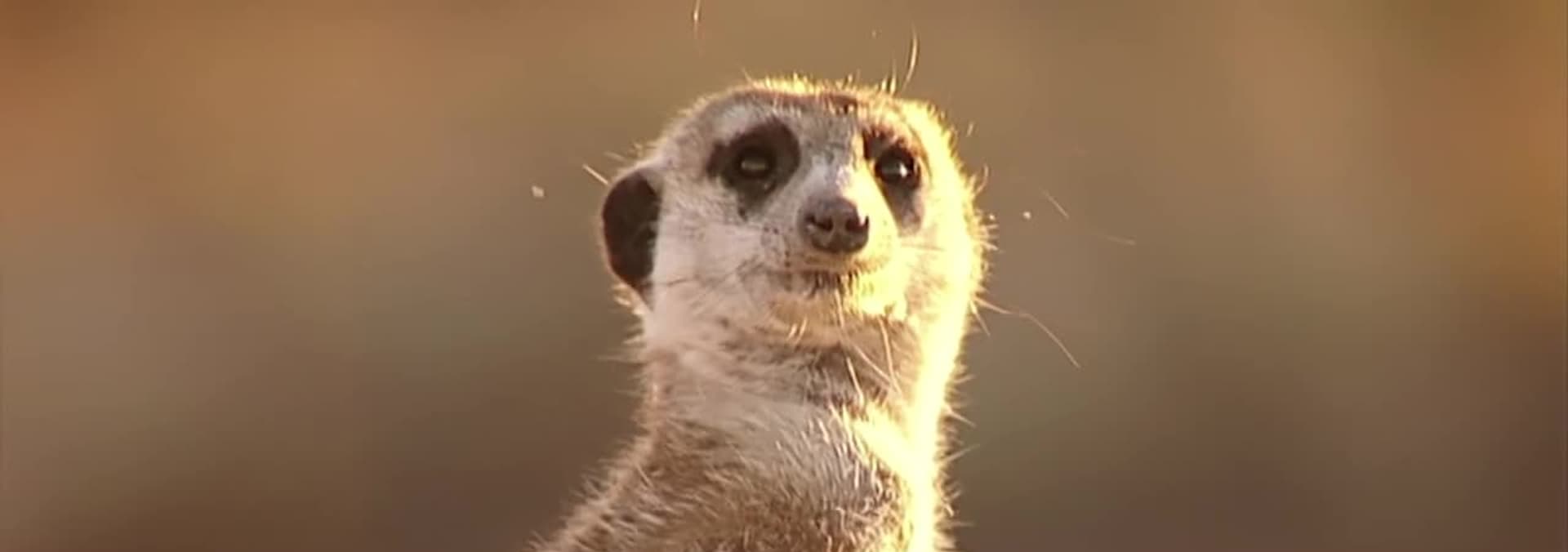 Watch Meerkat Manor S02:E01 - Episode 1 - Free TV Shows | Tubi
