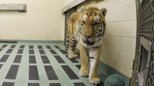 Watch The Zoo S02:E02 - The Tiger's Dance - Free TV Shows | Tubi
