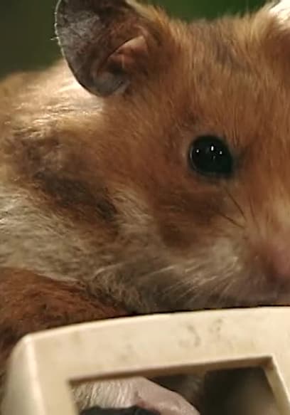 Watch Once Upon a Hamster S05:E03 - I Can Do Everything - Free TV Shows ...