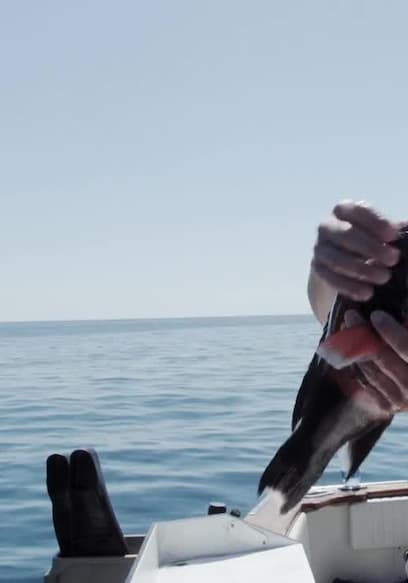 Watch MeatEater Hunts S01:E01 - Spearfishing With Steven Rinella and ...