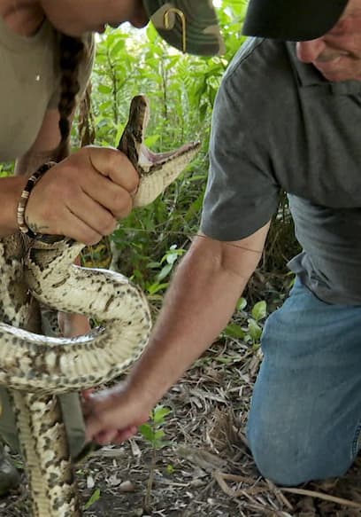 Watch Swamp People: Serpent Invasion S03:E15 - Dark and Dangerous ...
