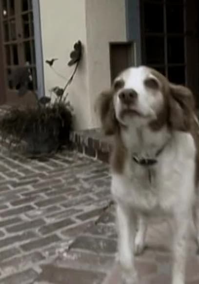 Watch Dog Whisperer with Cesar Millan S01:E22 - Goldie and Pepsi - Free ...