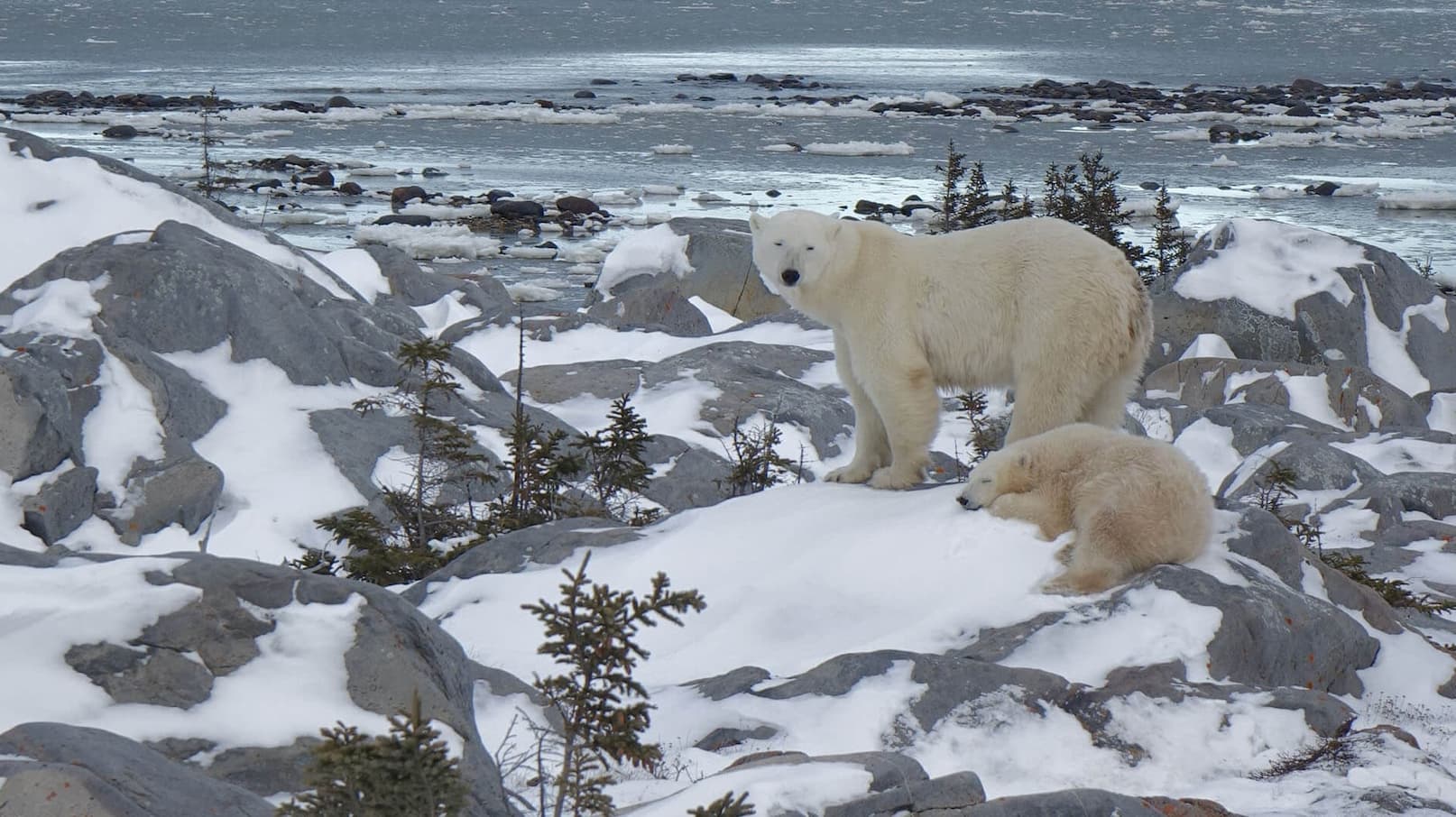 Watch Arctic Vets Season 2 Streaming Online | Tubi Free TV