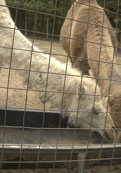 Watch Kashtan's Wildlife in the Zoo S01:E05 - Bon Appetit - Free TV ...