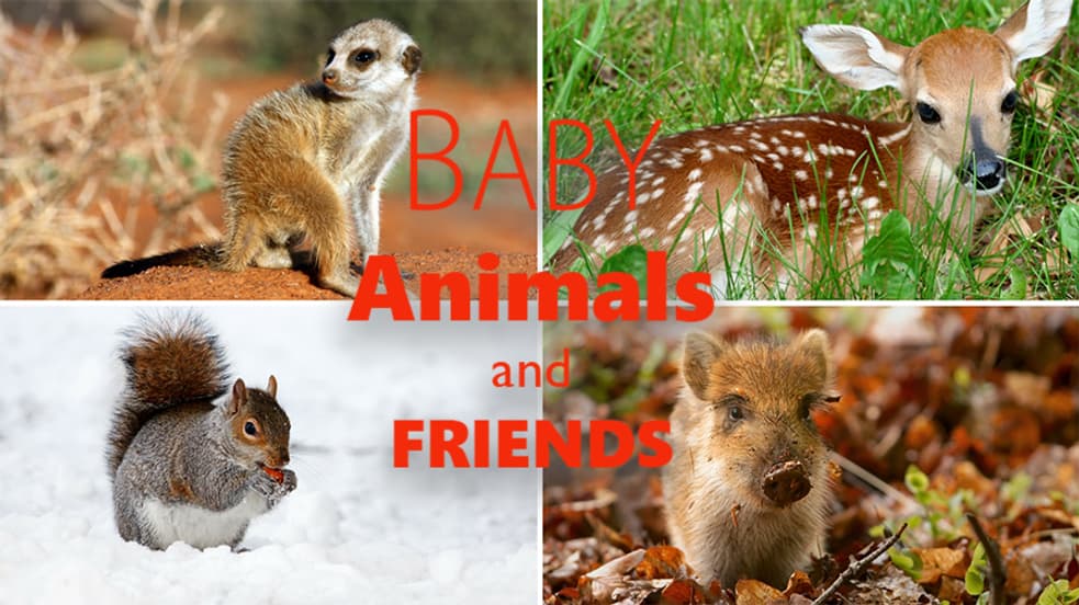 Watch Baby Animals & Friends - Free TV Shows | Tubi