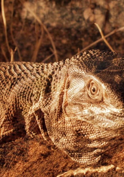 Watch Kings of Pain S02:E03 - Big Biting Lizards - Free TV Shows | Tubi