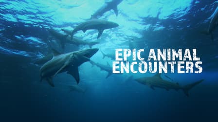 Watch Epic Animal Encounters - Free TV Shows | Tubi