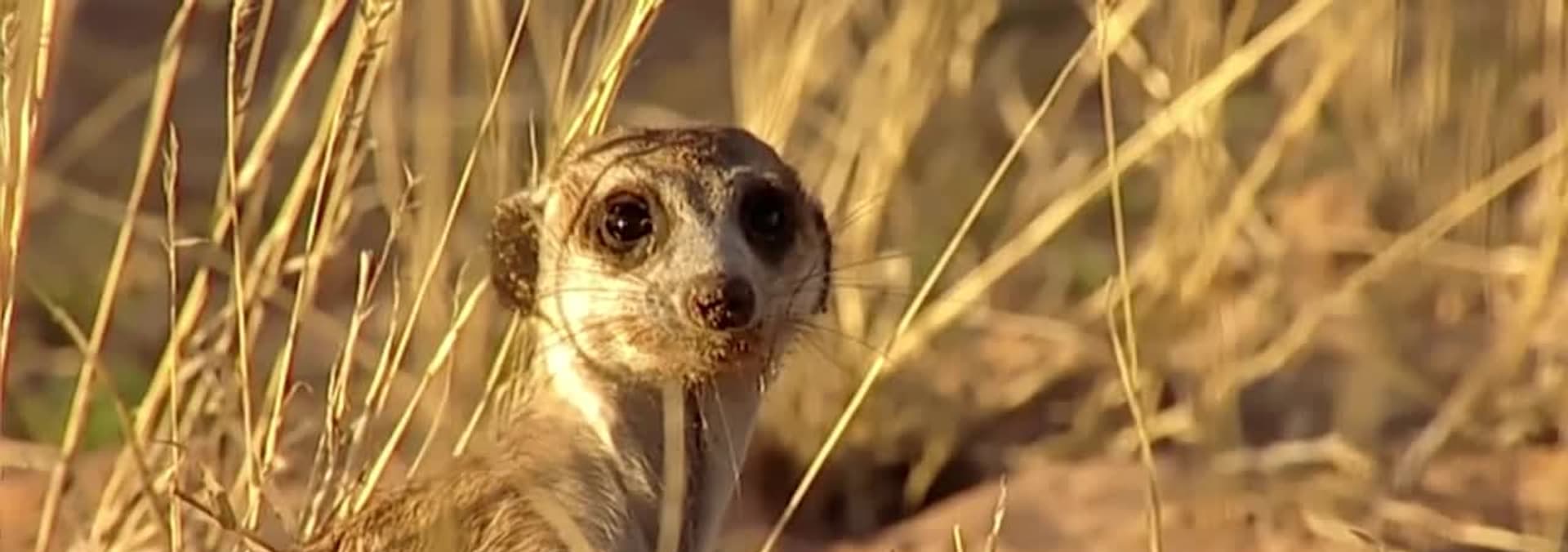 Watch Meerkat Manor S02:E05 - Episode 5 - Free TV Shows | Tubi