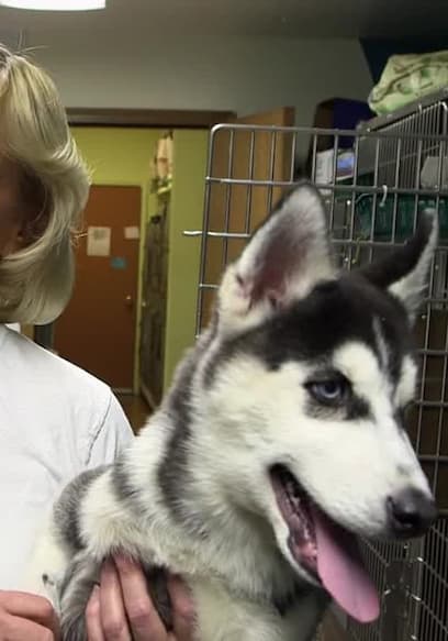 Watch Dr. Dee: Alaska Vet S01:E01 - Taking Flight - Free TV Shows | Tubi