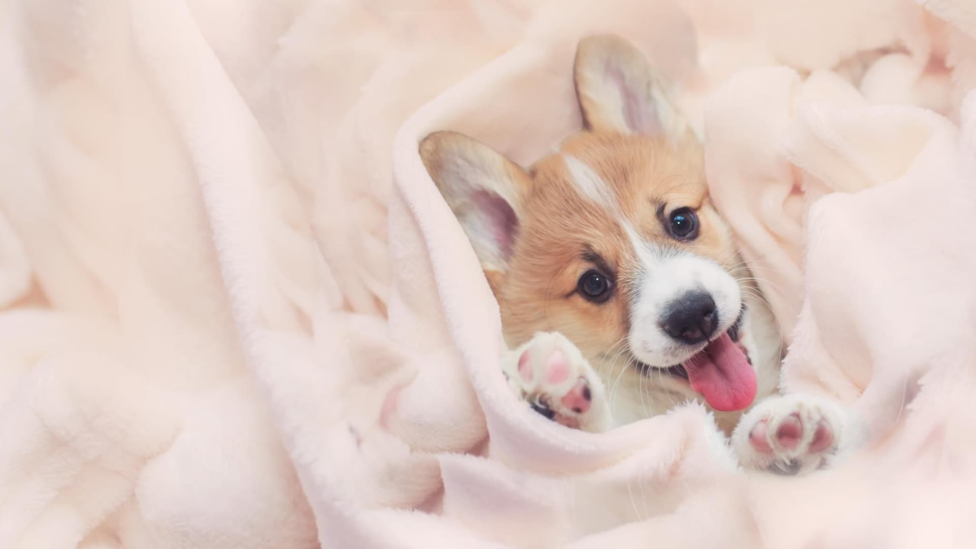 Watch Too Cute! Streaming Online | Tubi Free TV