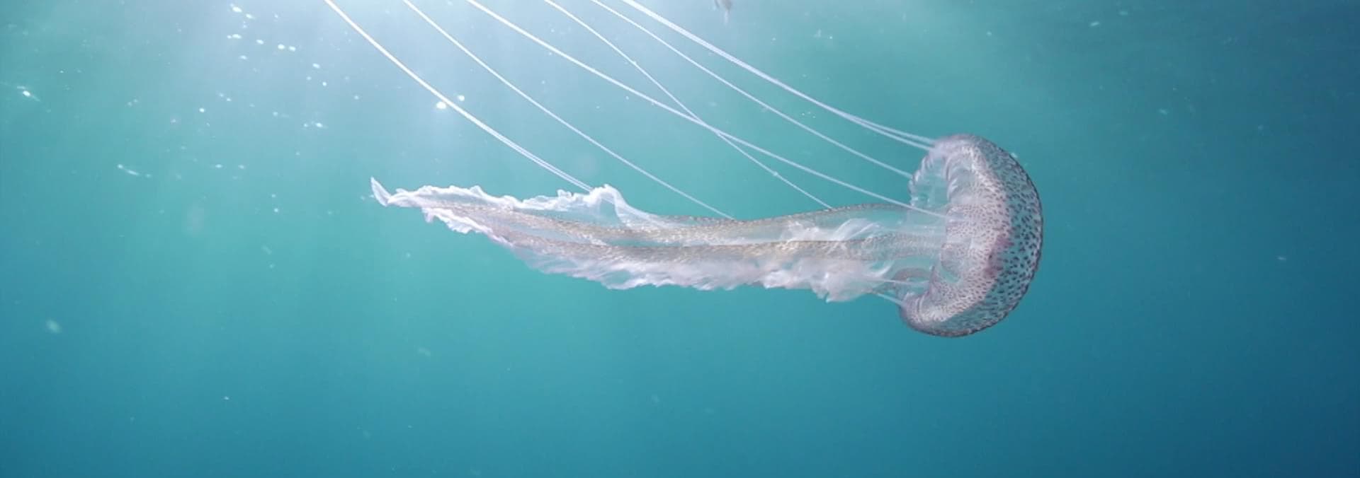 Watch Evolution in Isolation (2016) - Free Movies | Tubi