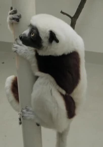 Watch The Zoo S05:E09 - Lemur Love - Free TV Shows | Tubi