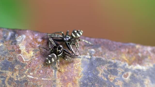 Watch Creepy Crawlies S01:E01 - The Bug Buffet - Free TV Shows | Tubi