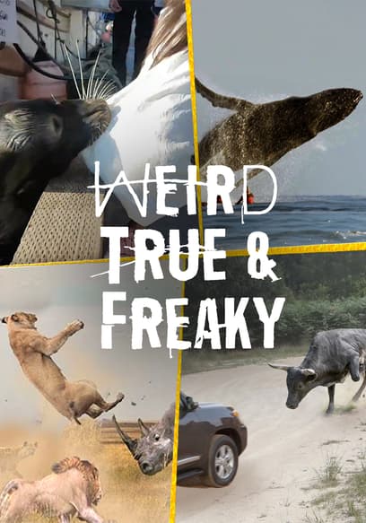 Watch Weird, True & Freaky S01:E01 - Crazy Close Encounters - Free TV ...