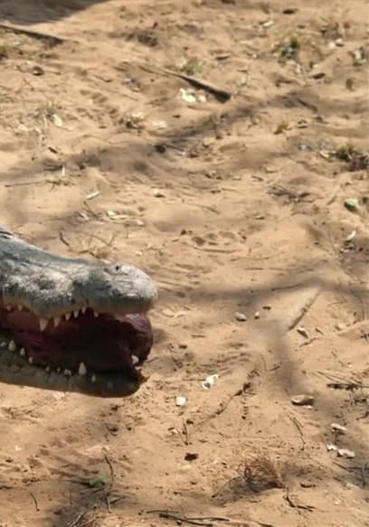 Watch Croc Watch and Hippo Watch With Steve Backshall S01:E01 - Episode ...