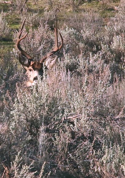 Watch The Hunt S02:E09 - Braxton's 1st Bow Mule Deer - Free TV Shows | Tubi