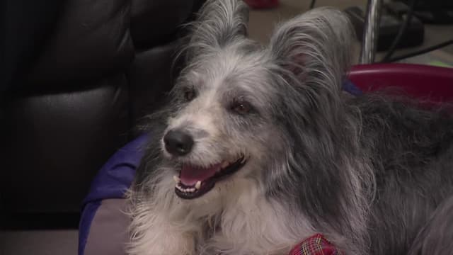 Watch Dog Whisperer with Cesar Millan S06:E07 - Cesar Down Under - Free TV Shows | Tubi