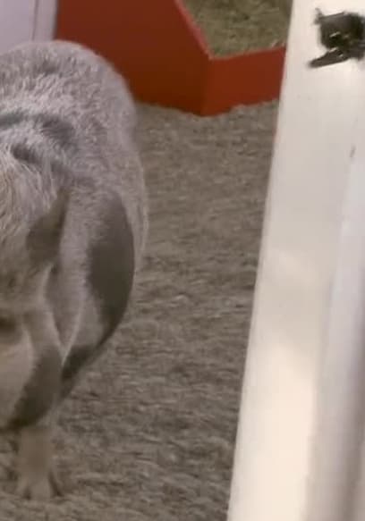 Watch Animal Cribs S02:E07 - Pot-Bellied Pig Palace - Free TV Shows | Tubi