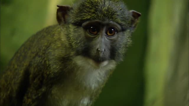 Watch Animal Atlas Season 4 - Free TV Shows | Tubi