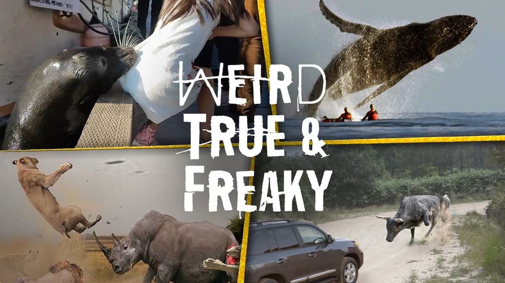 Watch Weird, True & Freaky Streaming Online | Tubi Free TV