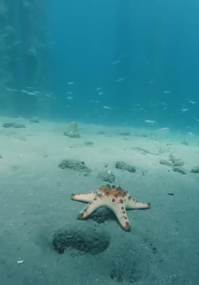 Watch Bizarre Beasts S01:E04 - Bizarre Ocean Life Explained: Walking ...