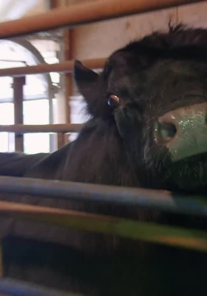 Watch Dr. Dee: Alaska Vet S02:E08 - Raging Bull - Free TV Shows | Tubi