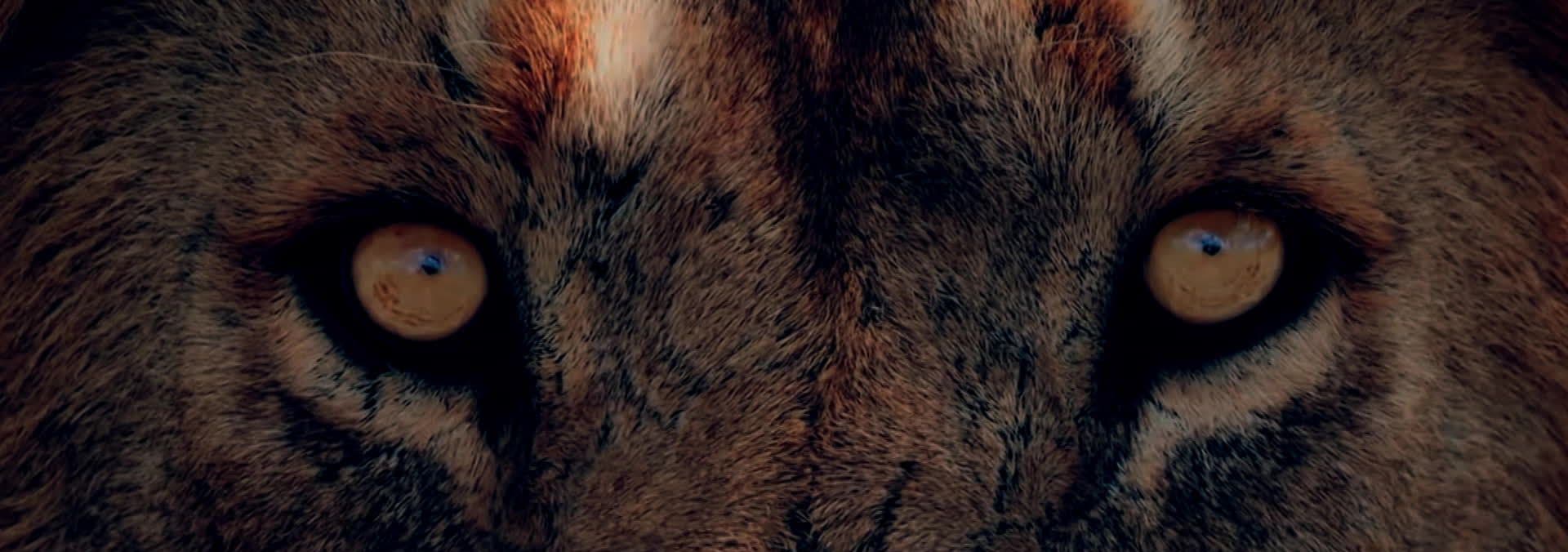 Watch The UnXplained S04:E06 - Serial Killer Creatures - Free TV Shows ...