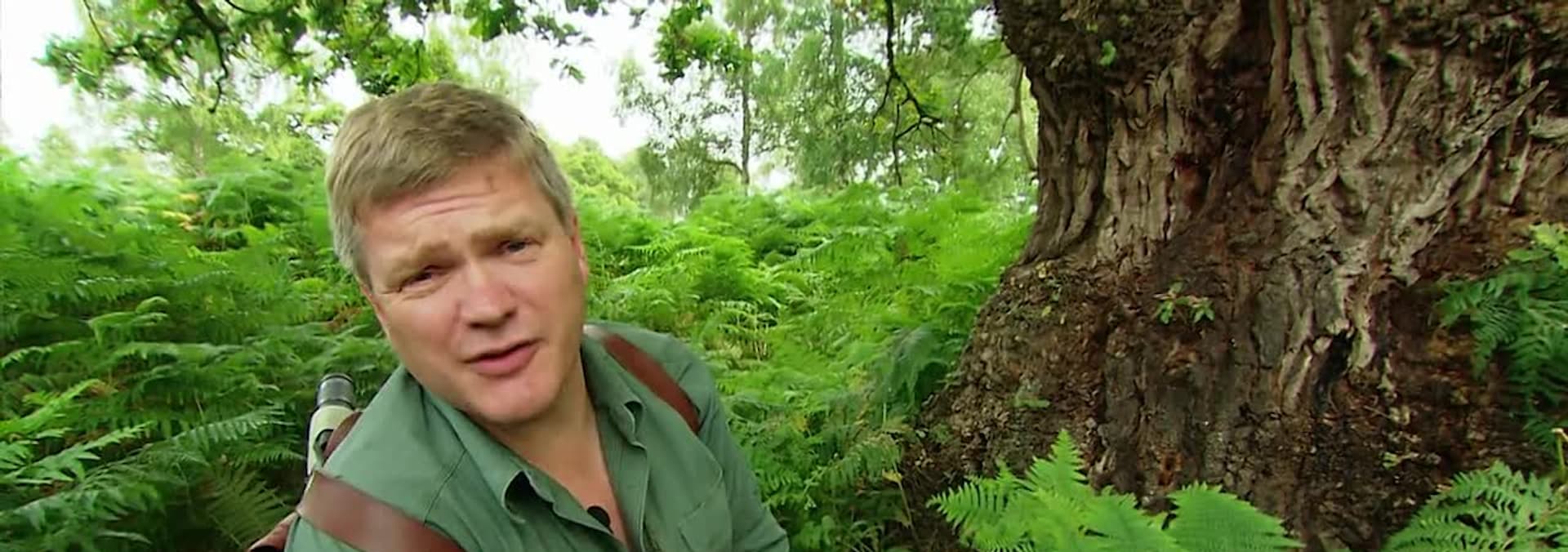 Watch Wild Britain With Ray Mears S02:E06 - Ancient Forest: New Forest ...