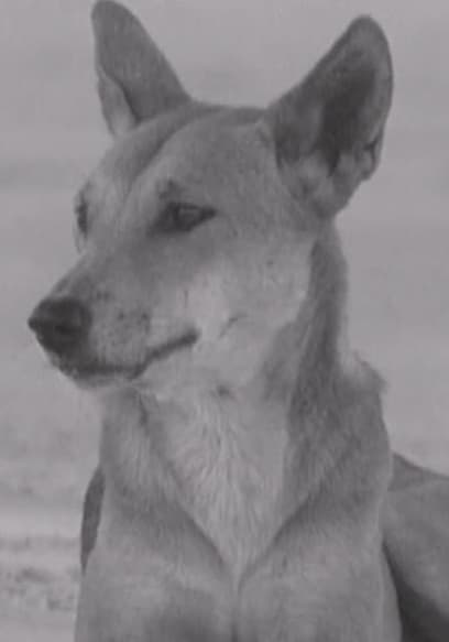 Watch Animal X Series S01:E05 - Dangerous Dingoes, Flesh Eating Fish ...