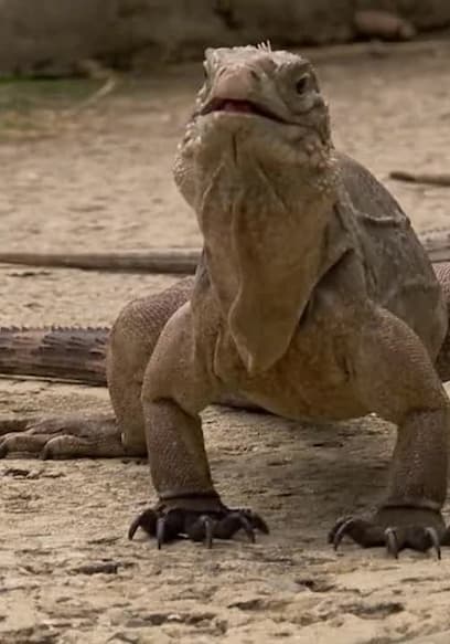 Watch Python Hunters S02:E05 - Giants of Puerto Rico - Free TV Shows | Tubi