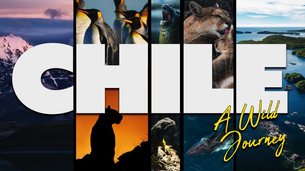 Watch Chile: A Wild Journey Streaming Online | Tubi Free TV