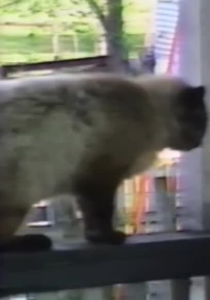 Watch Life's Funniest Moments S01:E65 - Bye! Bye! Cowboy! - Free TV ...