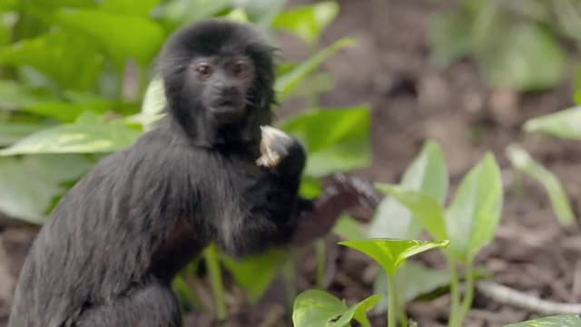 Watch The Zoo S08:E06 - Episode 6 - Free TV Shows | Tubi