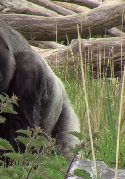 Watch The Zoo S05:E10 - Episode 10 - Free TV Shows | Tubi