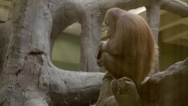 Watch The Zoo S08:E01 - Episode 1 - Free TV Shows | Tubi