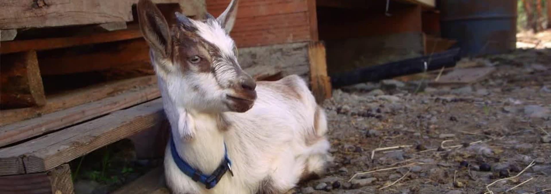 Watch Dr. Dee: Alaska Vet S02:E07 - Farm Frenzy - Free TV Shows | Tubi