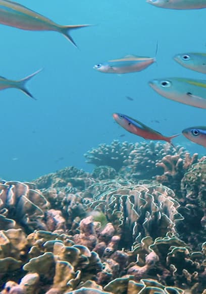 Watch Overland S17:E02 - Episode 2 - Free TV Shows | Tubi