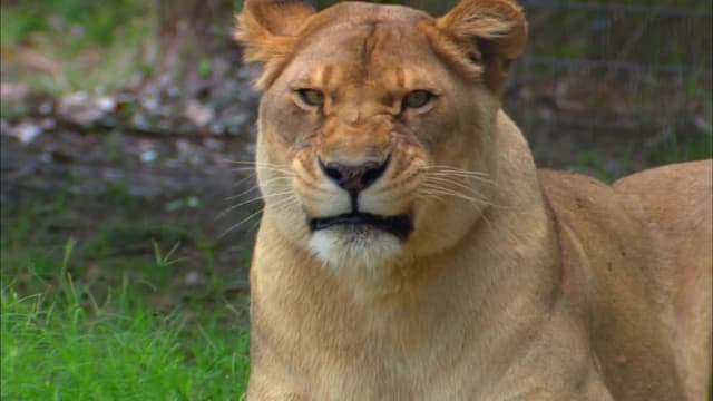 Watch Animal Atlas S04:E01 - 30 MPH - Free TV Shows | Tubi