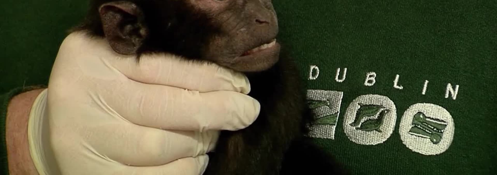 Watch The Zoo S03:E08 - Episode 8 - Free TV Shows | Tubi